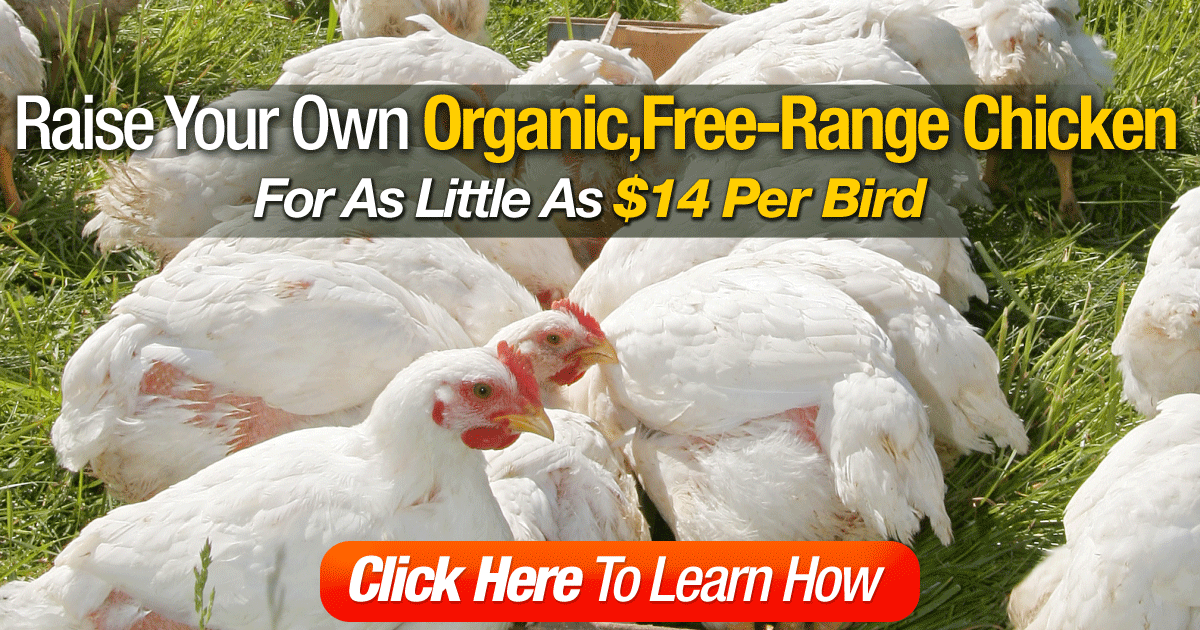 What Makes An Organic Chicken Organic? (mp) - The Grow Network : The ...