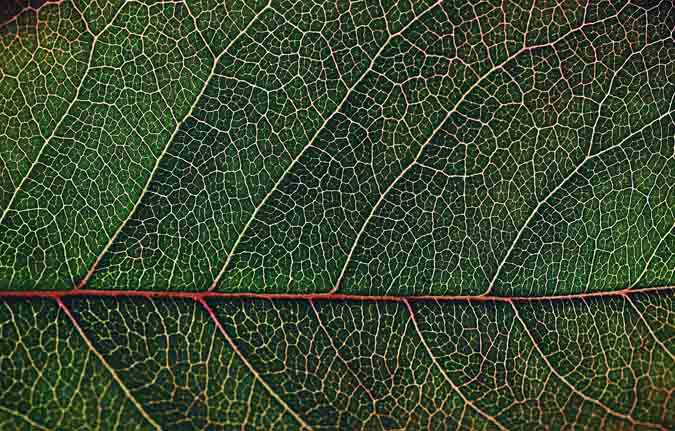 A No-Nonsense, Illustrated Guide to 49 Botanical Terms - The Grow ...